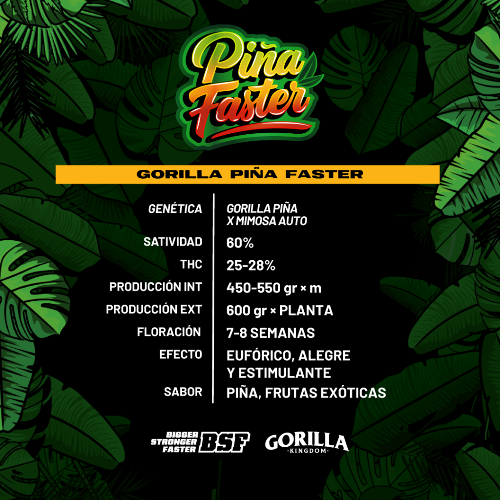 Gorilla Piña Faster - Banco de Semillas BSF Seeds