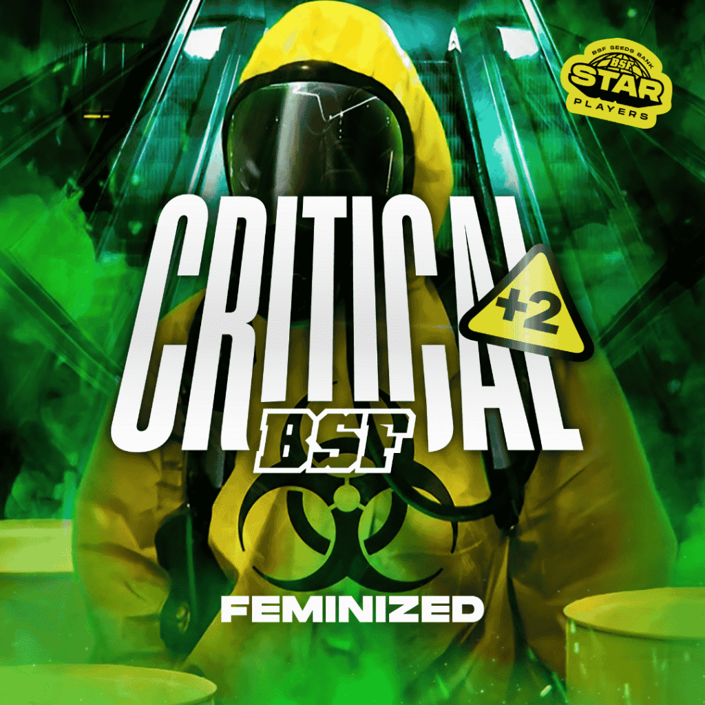 Critical + 2 Fem - Banco de Semillas BSF Seeds