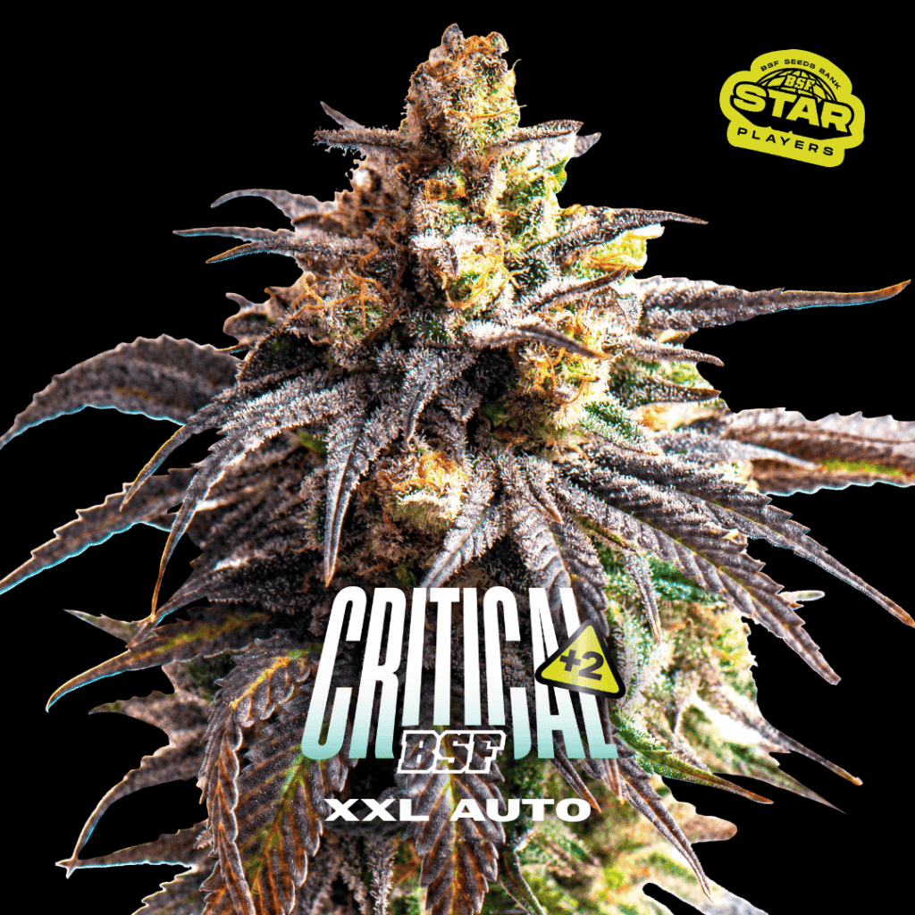 Critical + 2 XXL Auto - Banco de Semillas BSF Seeds